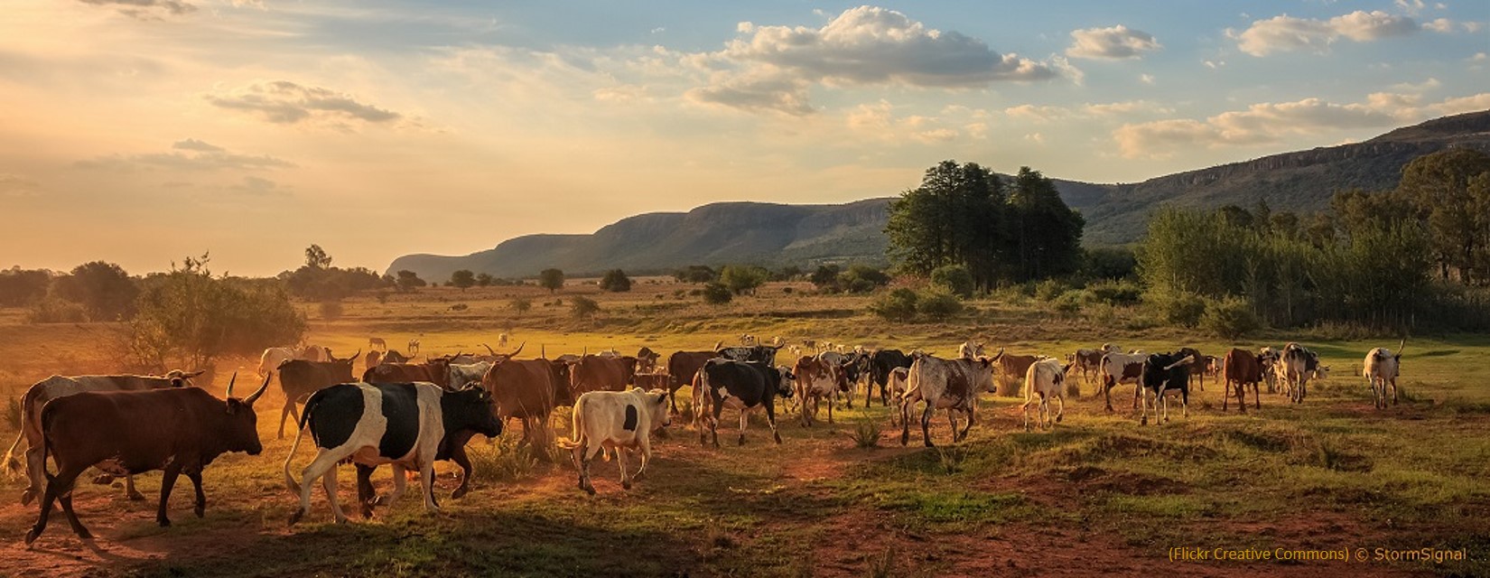 RAPP Newsletter 7 – November 2017 | GEOGLAM RAPP